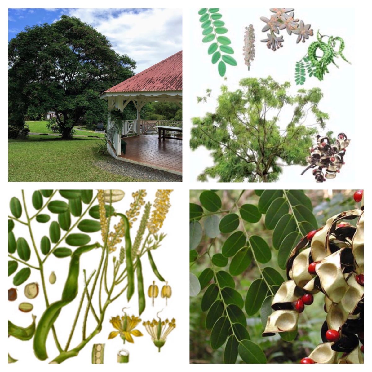 Quelle est donc cette lumineuse graine rouge ? ⋆ Zéloulie