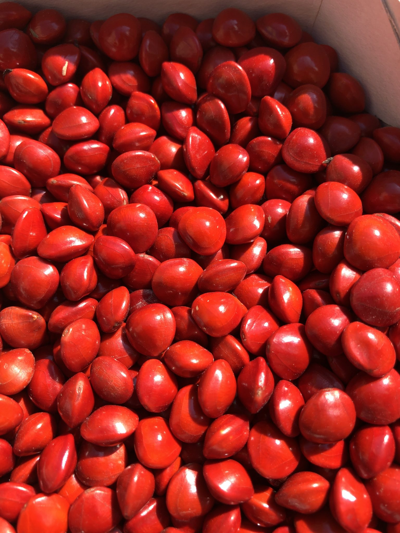 Quelle est donc cette lumineuse graine rouge ? ⋆ Zéloulie